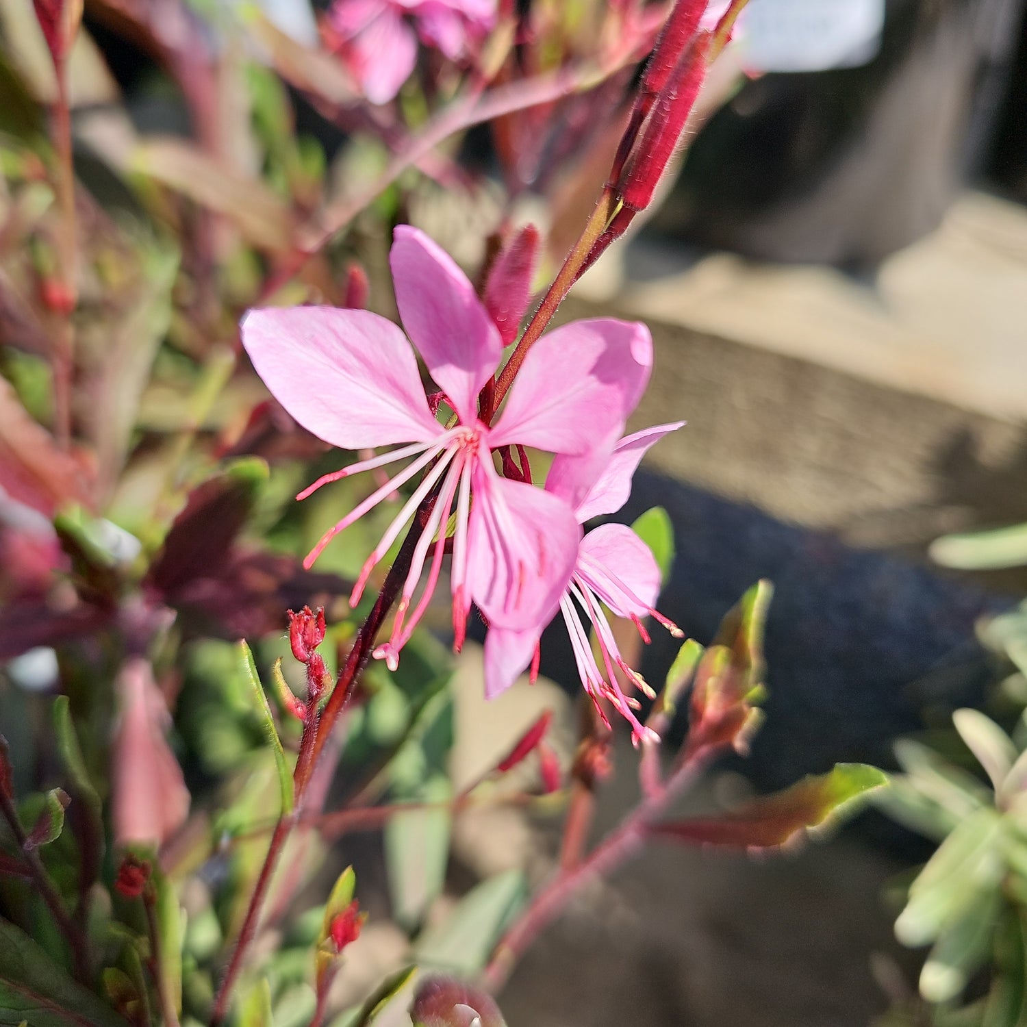 Gaura 'Belleza Pink' 14cm – Yarra View Garden Centre