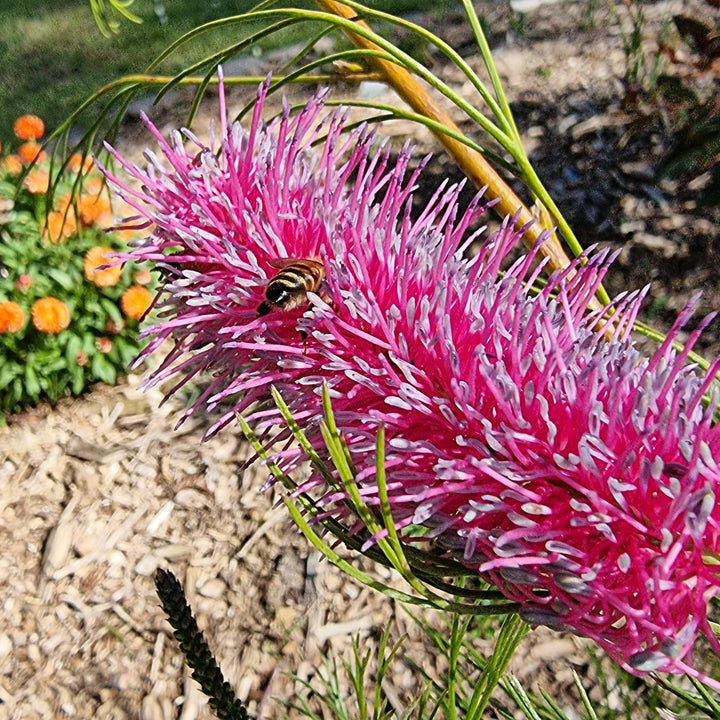 Natives – Yarra View Garden Centre