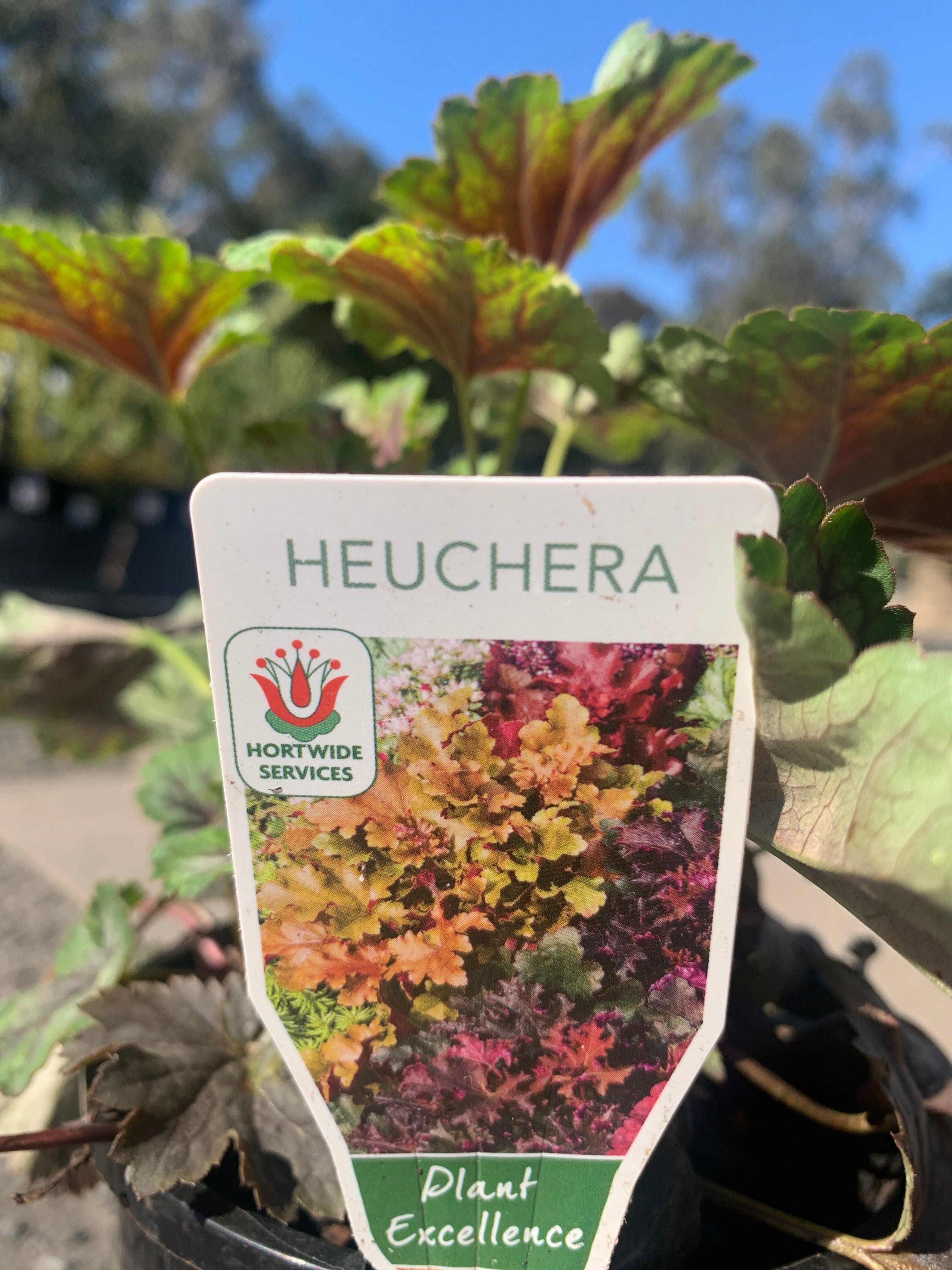 Heuchera Mix 14cm – Yarra View Garden Centre
