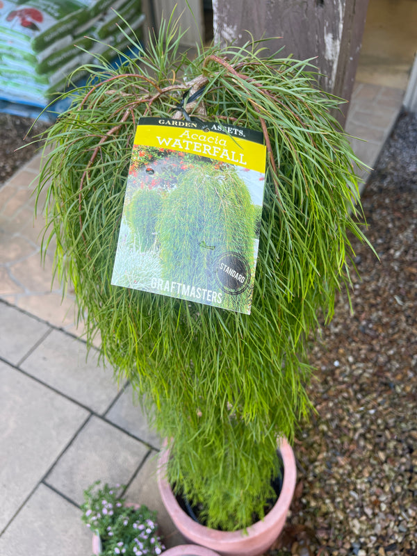 Acacia cognata 'Waterfall' Standard Grafted 30cm – Yarra View Garden Centre