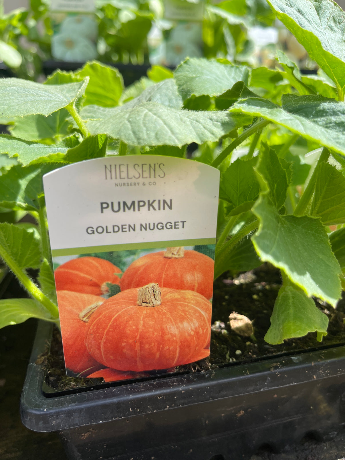 Pumpkin Golden Nugget Punnet – Knoxbrooke Nursery