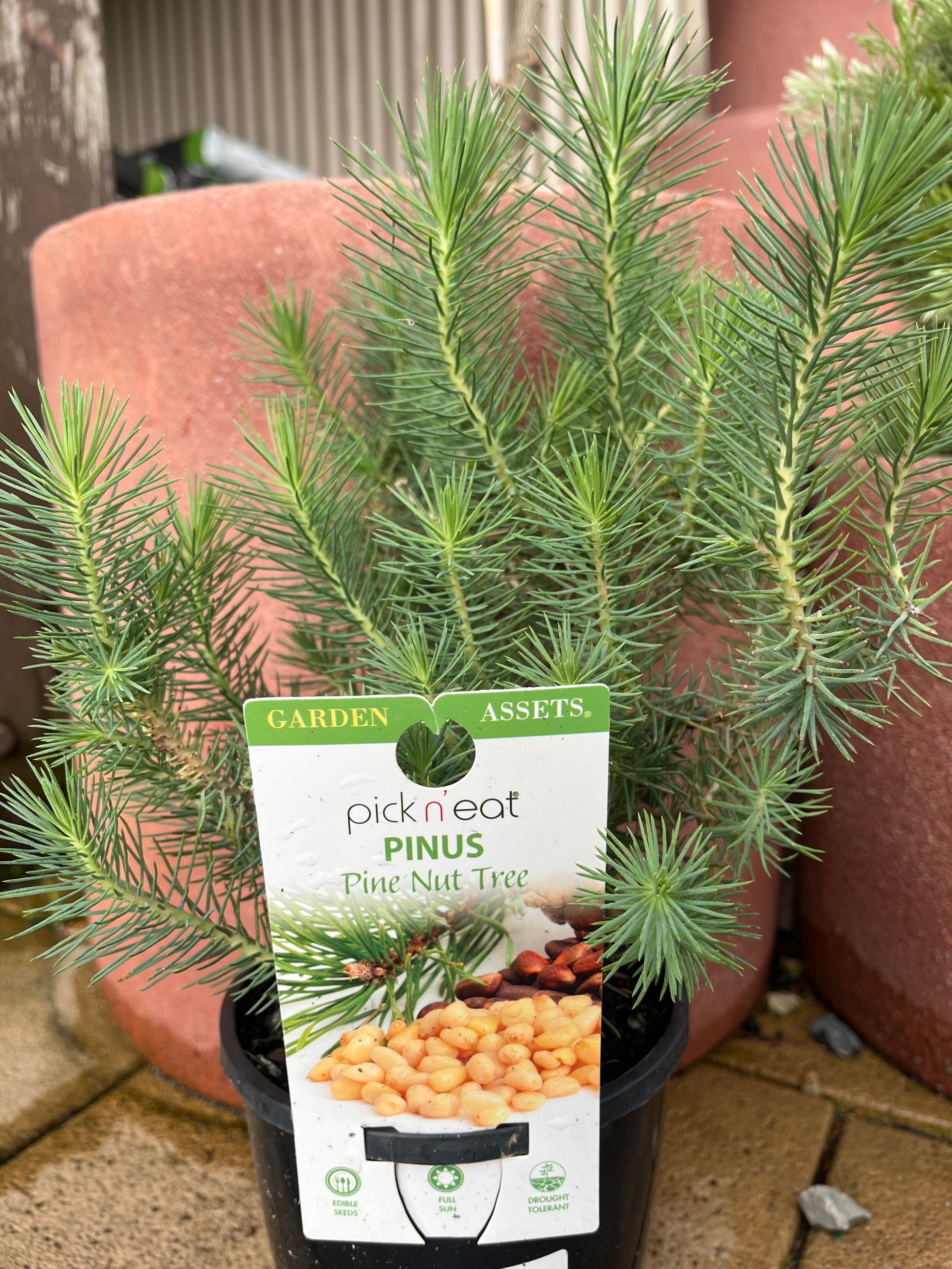 Pinus pinea 'Stone Pine' 14cm – Knoxbrooke Nursery