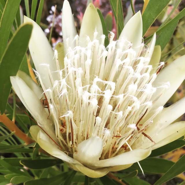 Protea repens White 25cm – Knoxbrooke Nursery