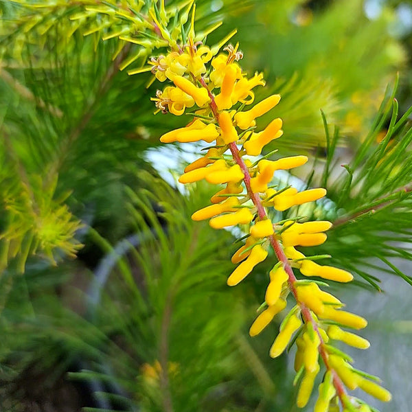 Persoonia pinifolia 40cm – Knoxbrooke Nursery