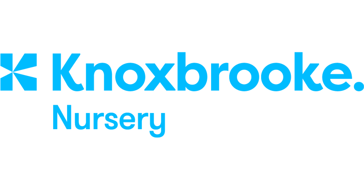 Ginger Zingiber Officinalle 95cm – Knoxbrooke Nursery