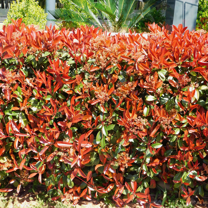 Photinia robusta 14cm – Knoxbrooke Nursery