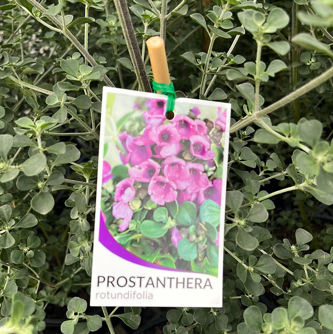 Prostanthera rotundifolia Round Leaf Mint 20cm – Yarra View Garden Centre