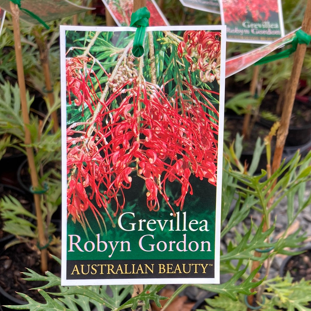 Grevillea 'Robyn Gordon' 14cm – Yarra View Garden Centre