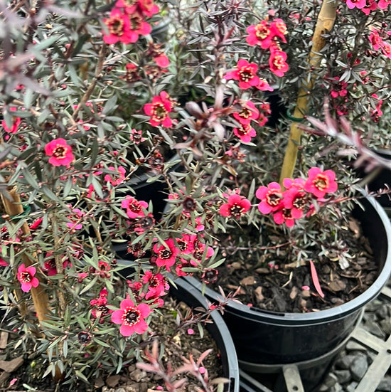 Leptospermum Nanum Rubrum ‘Dwarf Red Tea Tree’ 20cm – Yarra View Garden ...
