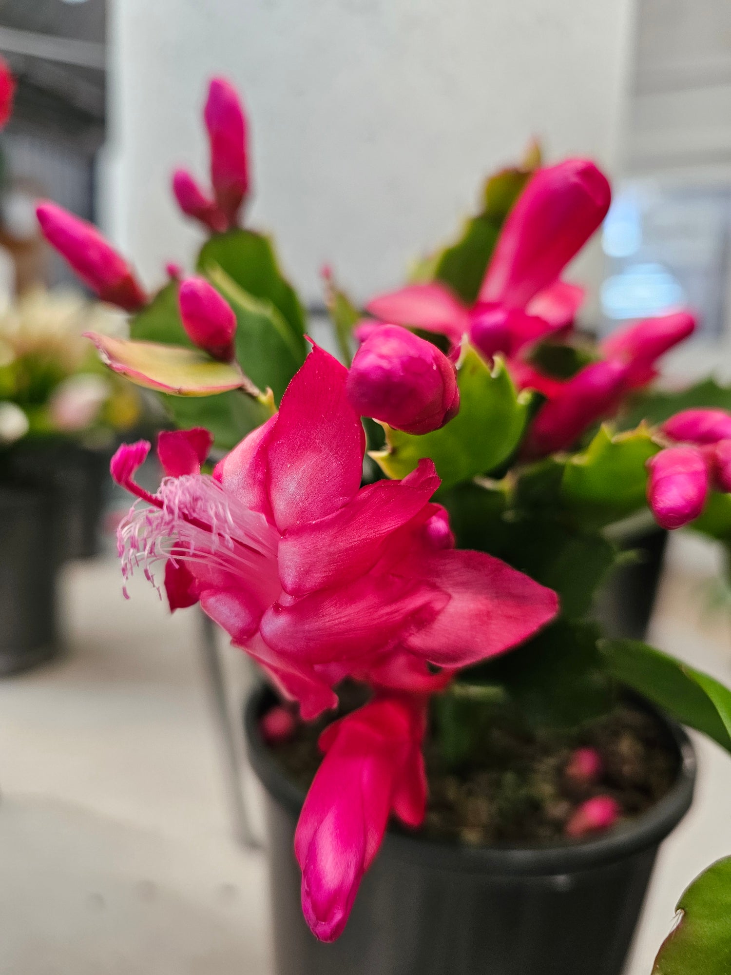 Yarra View Garden Centre - Social Enterprise Nursery