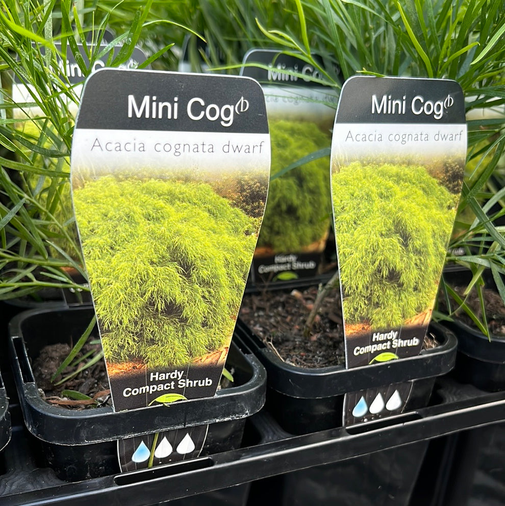Acacia cognata ‘Mini Cog’ 7cm - Yarra View Garden Centre