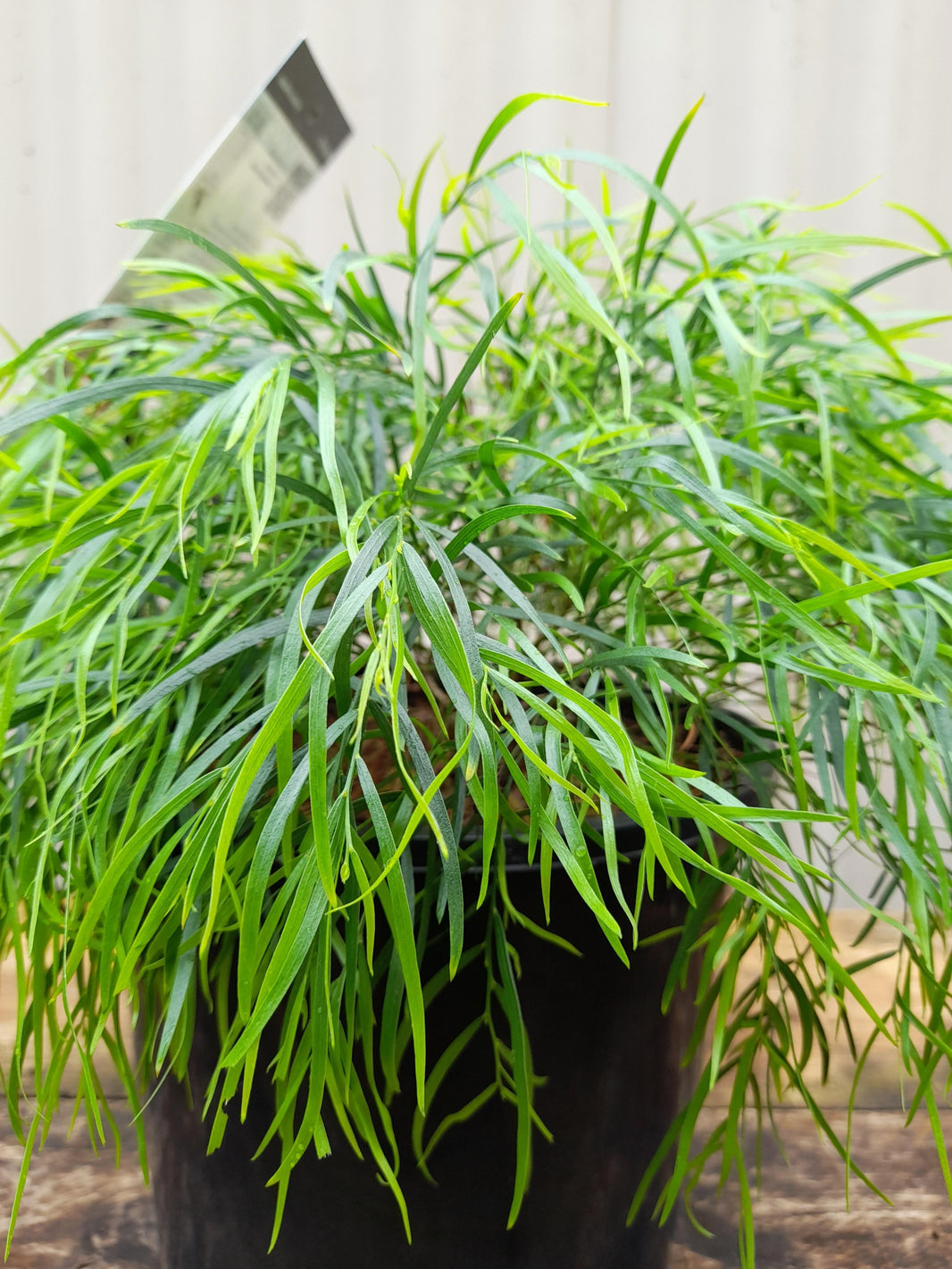 Products – Yarra View Garden Centre